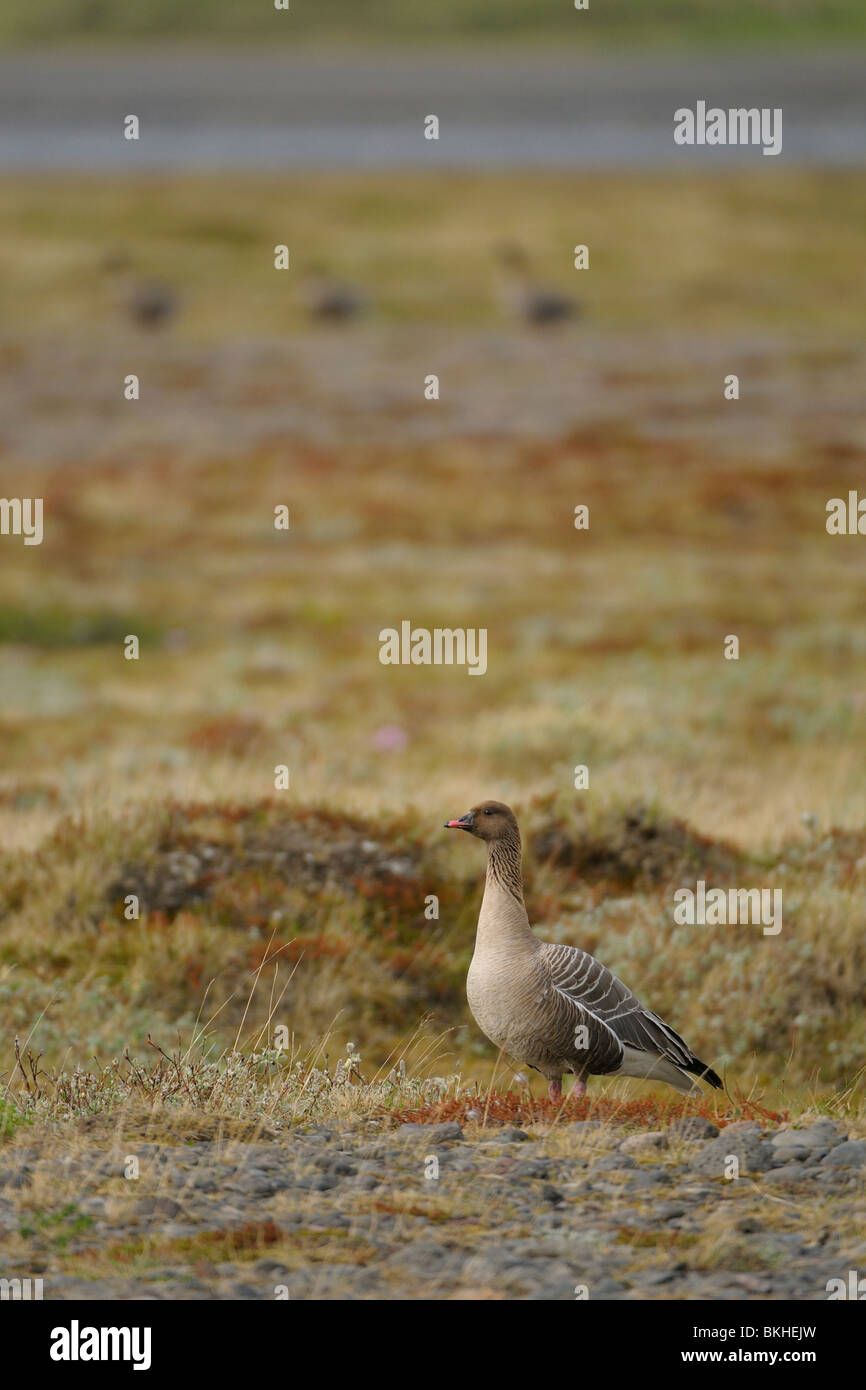 Staande Kleine Rietgans in toendralandschap broedgebied; Standing Pink ...
