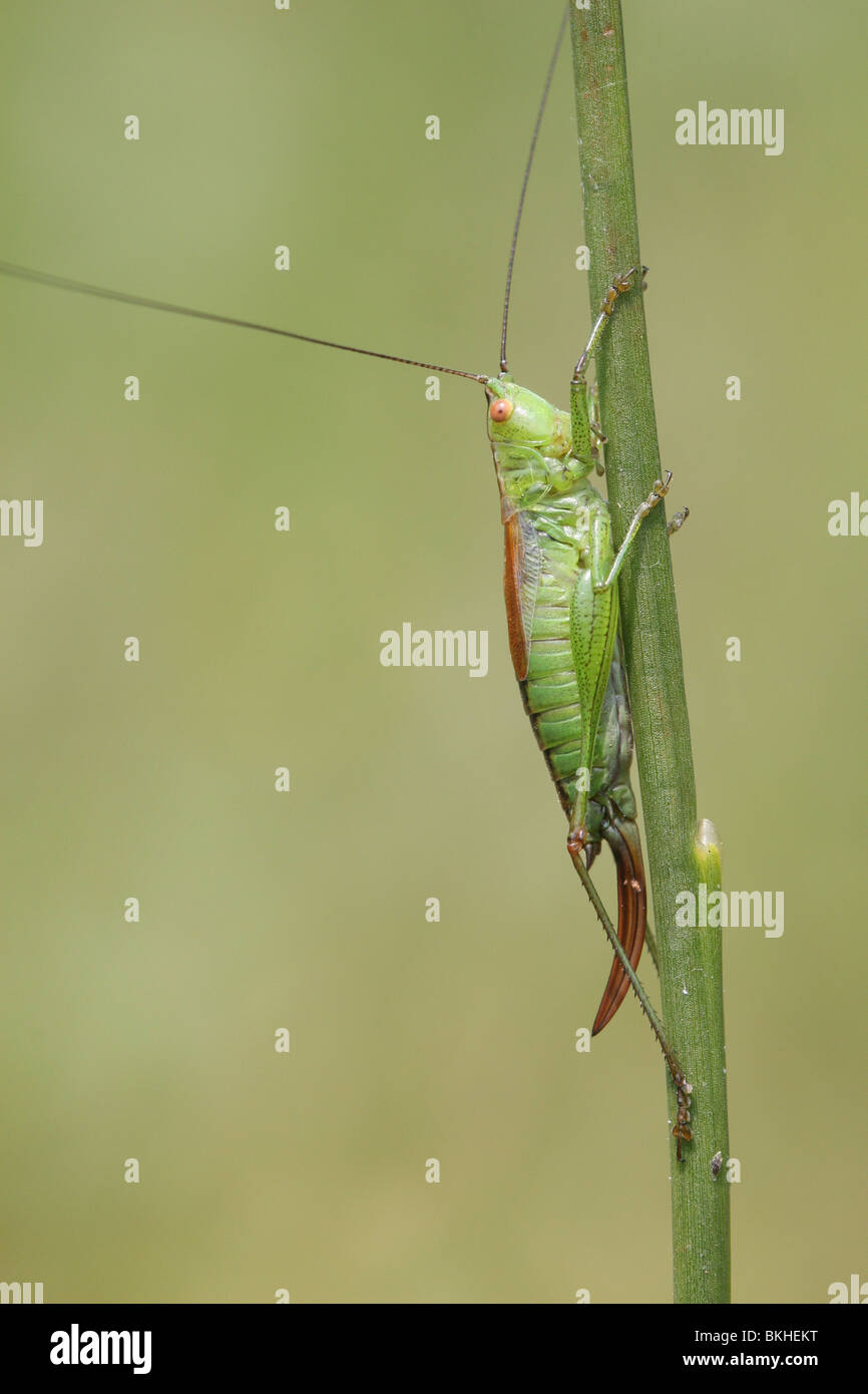 Winged head hi-res stock photography and images - Alamy