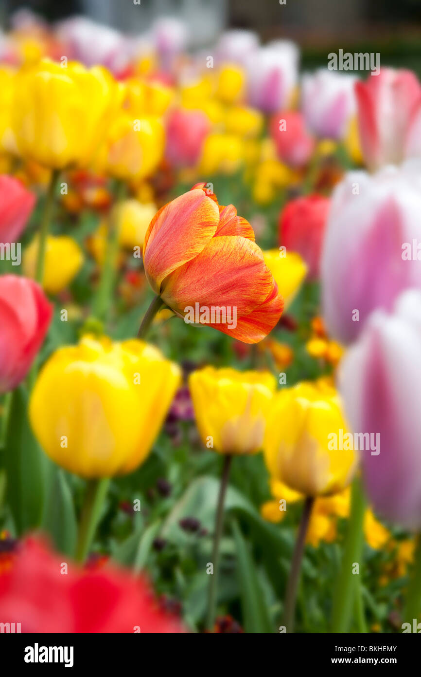 Tulips In A Garden Border Stock Photo Alamy tulips-in-a-garden-border-stock-photo-alamy