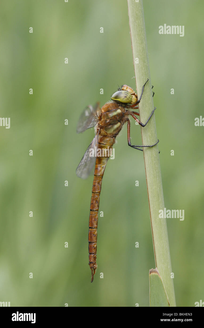 Male norfolk hawker on common reed Stock Photo - Alamy
