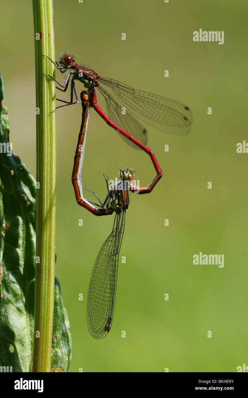 Mating wheel of large red damselfly Stock Photo - Alamy