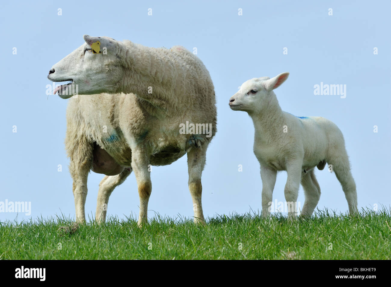 Mother sheep and her lamb in spring, Friesland The Netherlands Stock ...