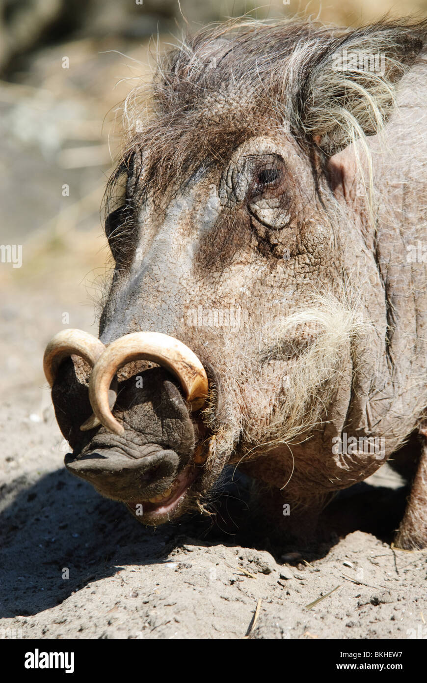 Warthog or Common Warthog (Phacochoerus africanus Stock Photo - Alamy