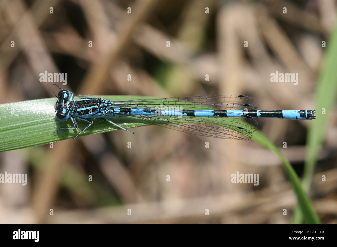 Top view male southern damselfly on grass halm Stock Photo - Alamy