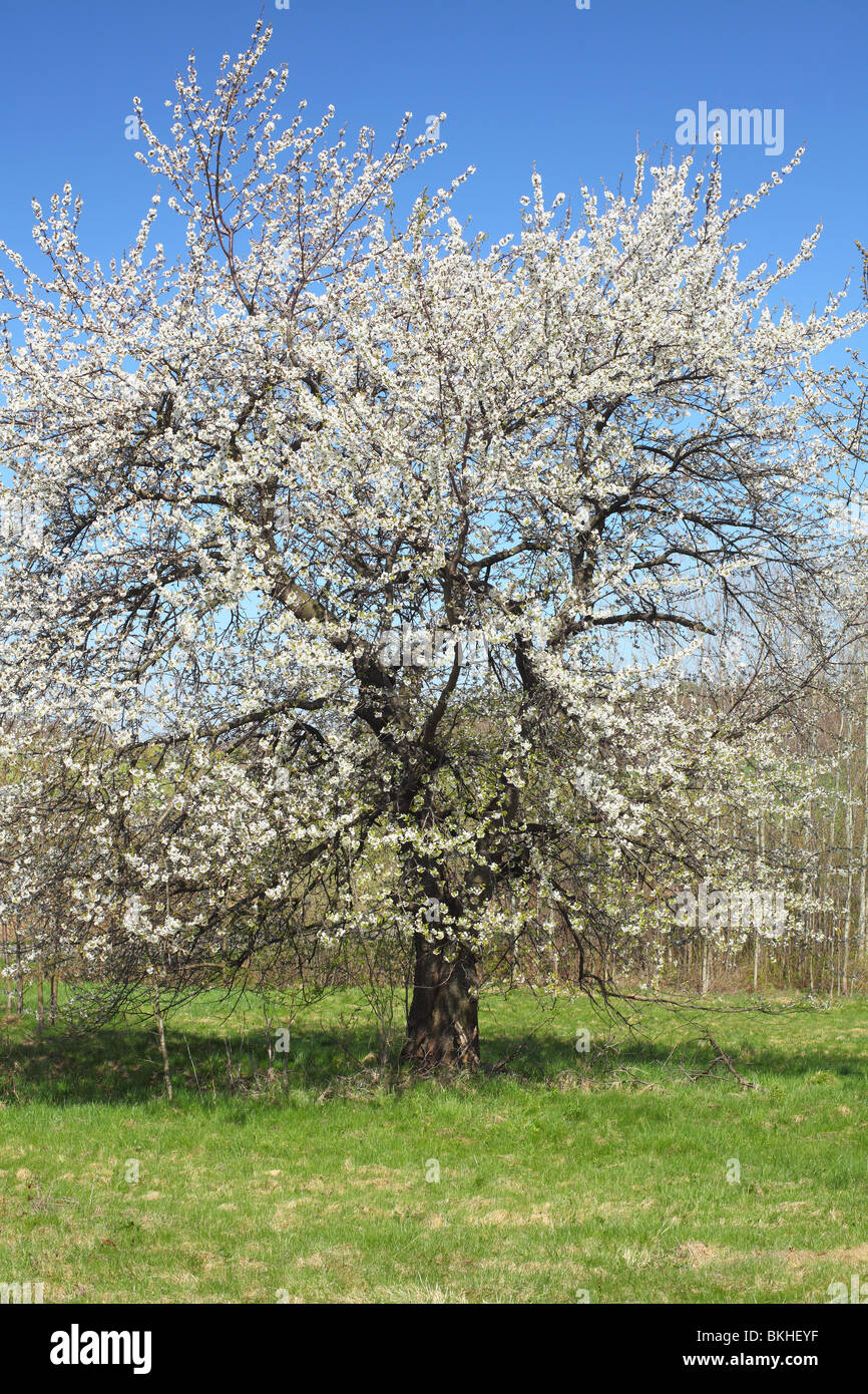 Cherry trees blooming in a sunny spring day Cerasus avium Stock Photo ...