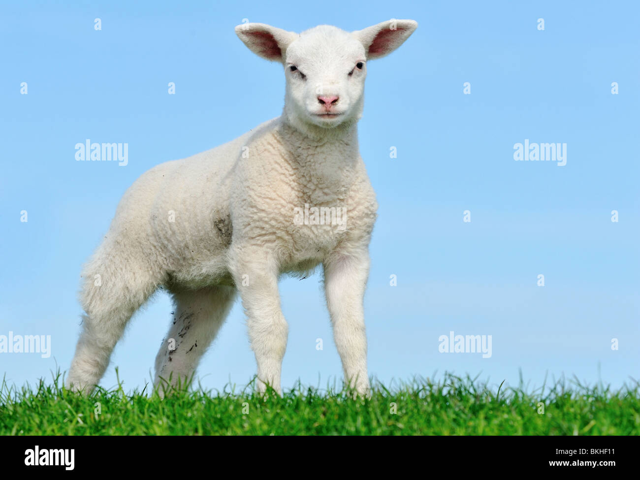 Cute lamb in spring, Friesland The Netherlands Stock Photo - Alamy