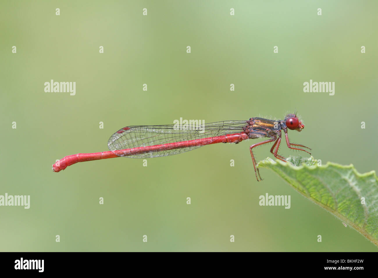 Side view male Small Red Damselfly on a leaf Stock Photo - Alamy
