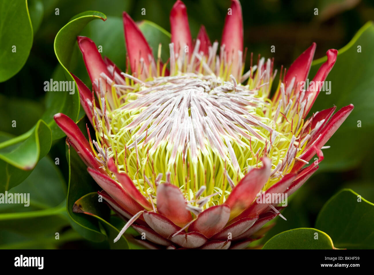 Family of the giant protea hi-res stock photography and images - Alamy
