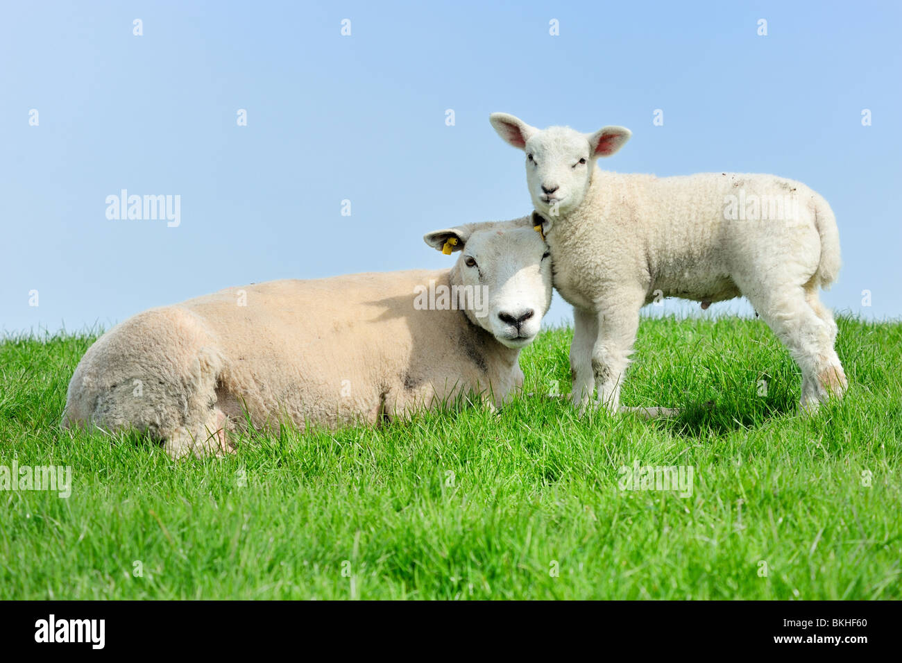 Mother sheep and her lamb in spring, Friesland The Netherlands Stock ...