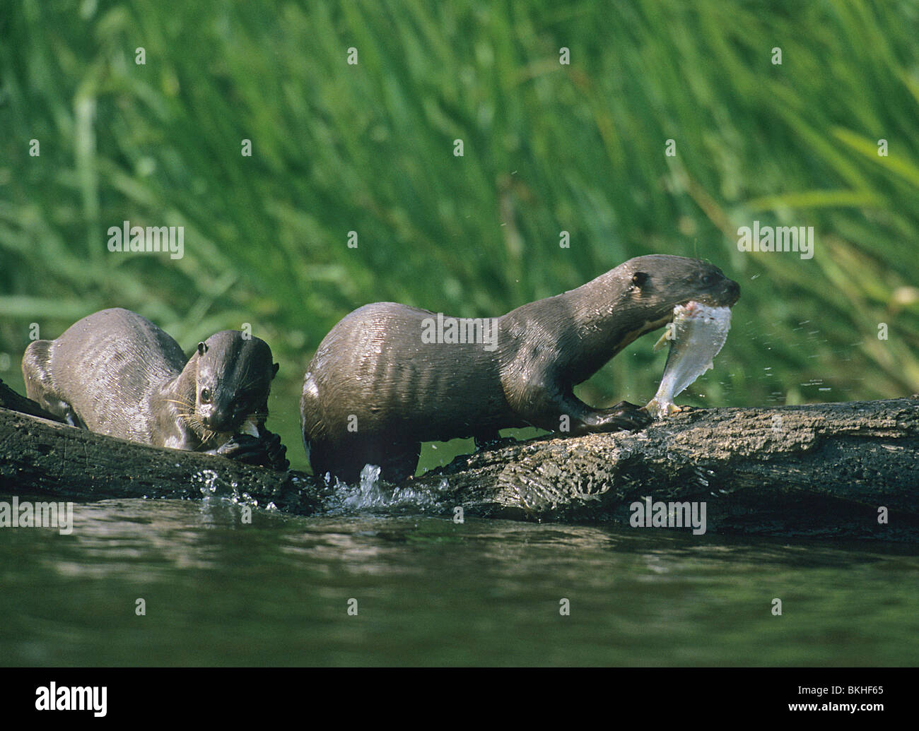 Giant Otters (Pteronura brasiliensis) WILD, Endangered, Feeding on fish ...