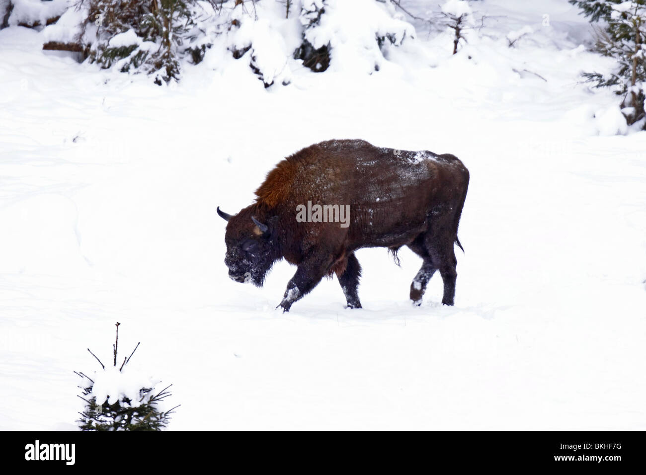 Wisent Bison, European, Bison, bonasus Stock Photo - Alamy