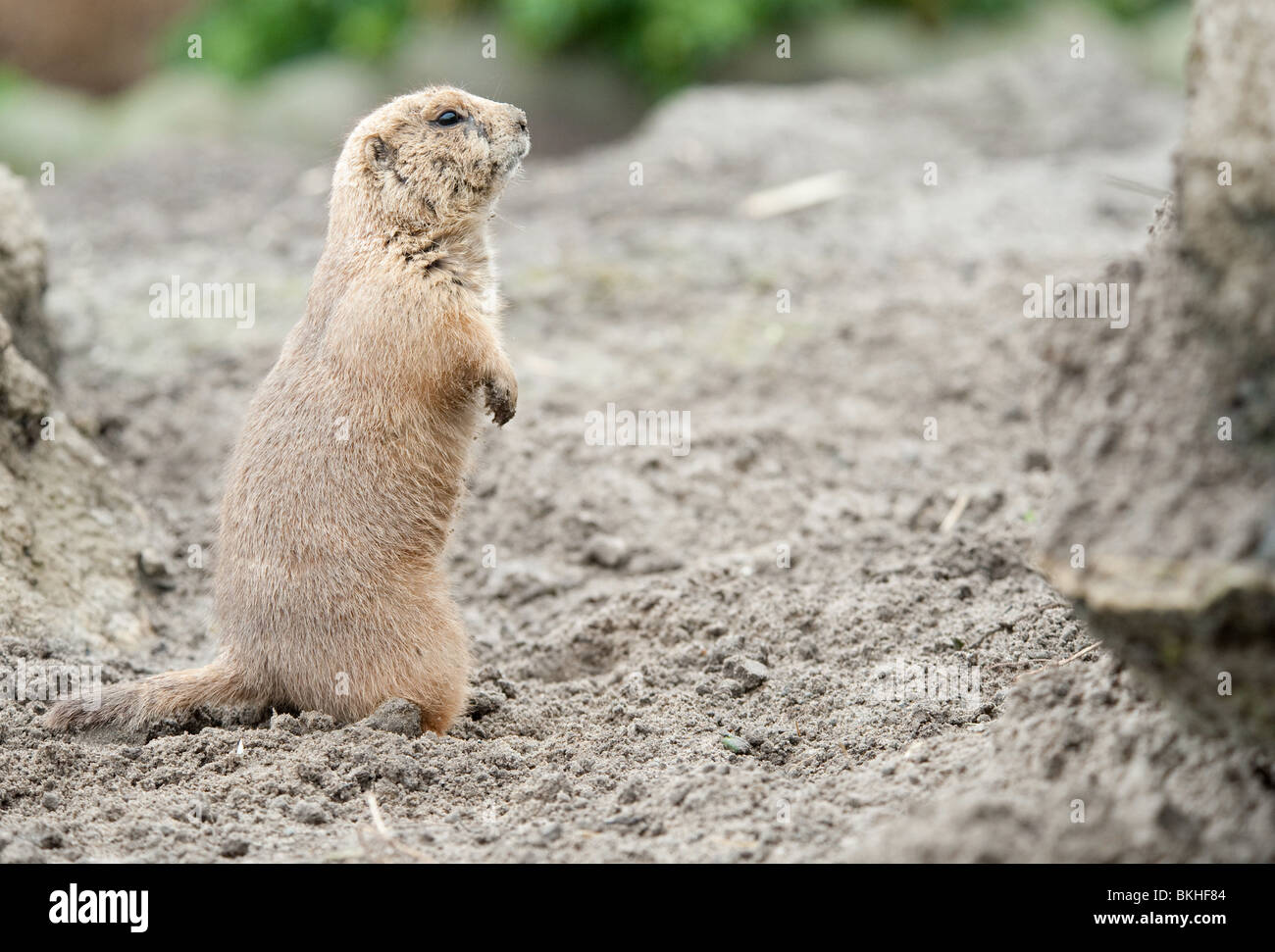 Cute Prairie Dogs