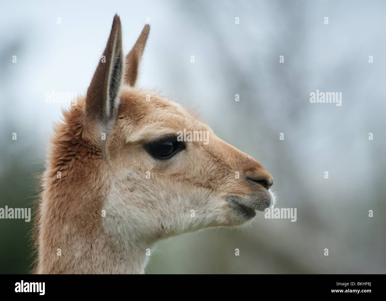 Portrait of a vicuna (Vicugna vicugna Stock Photo - Alamy