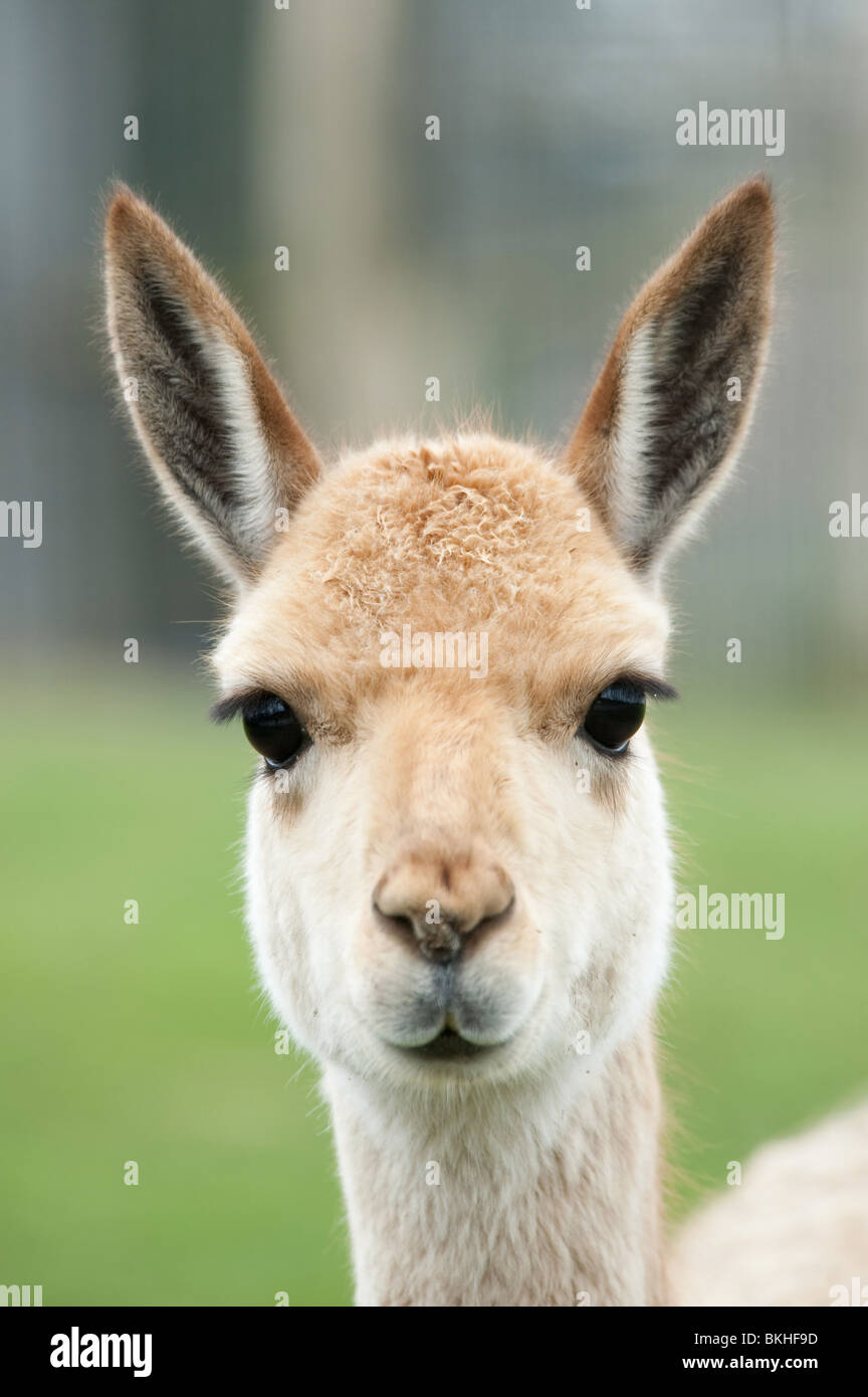 Portrait of a vicuna (Vicugna vicugna Stock Photo - Alamy