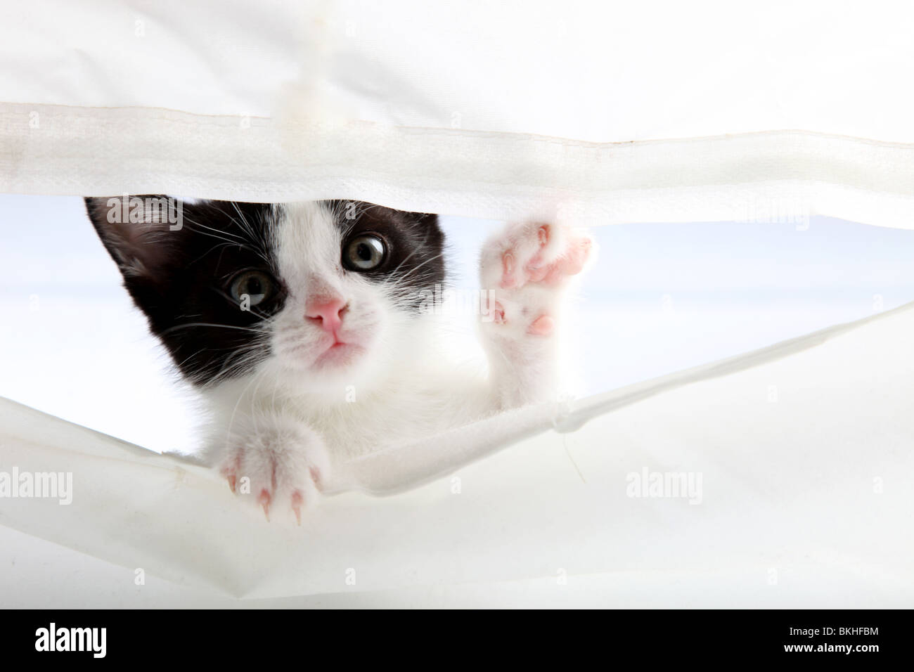 little cat look up through a curtain and raises his paw to this Stock ...