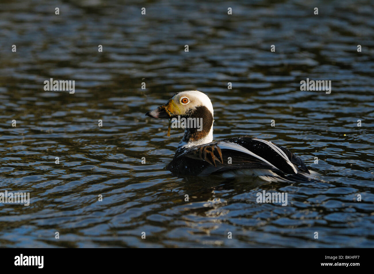 Lange snavel hi-res stock photography and images - Alamy