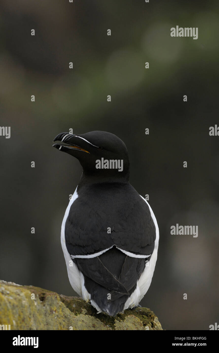 Backside view Razorbill on breeding cliff Stock Photo - Alamy