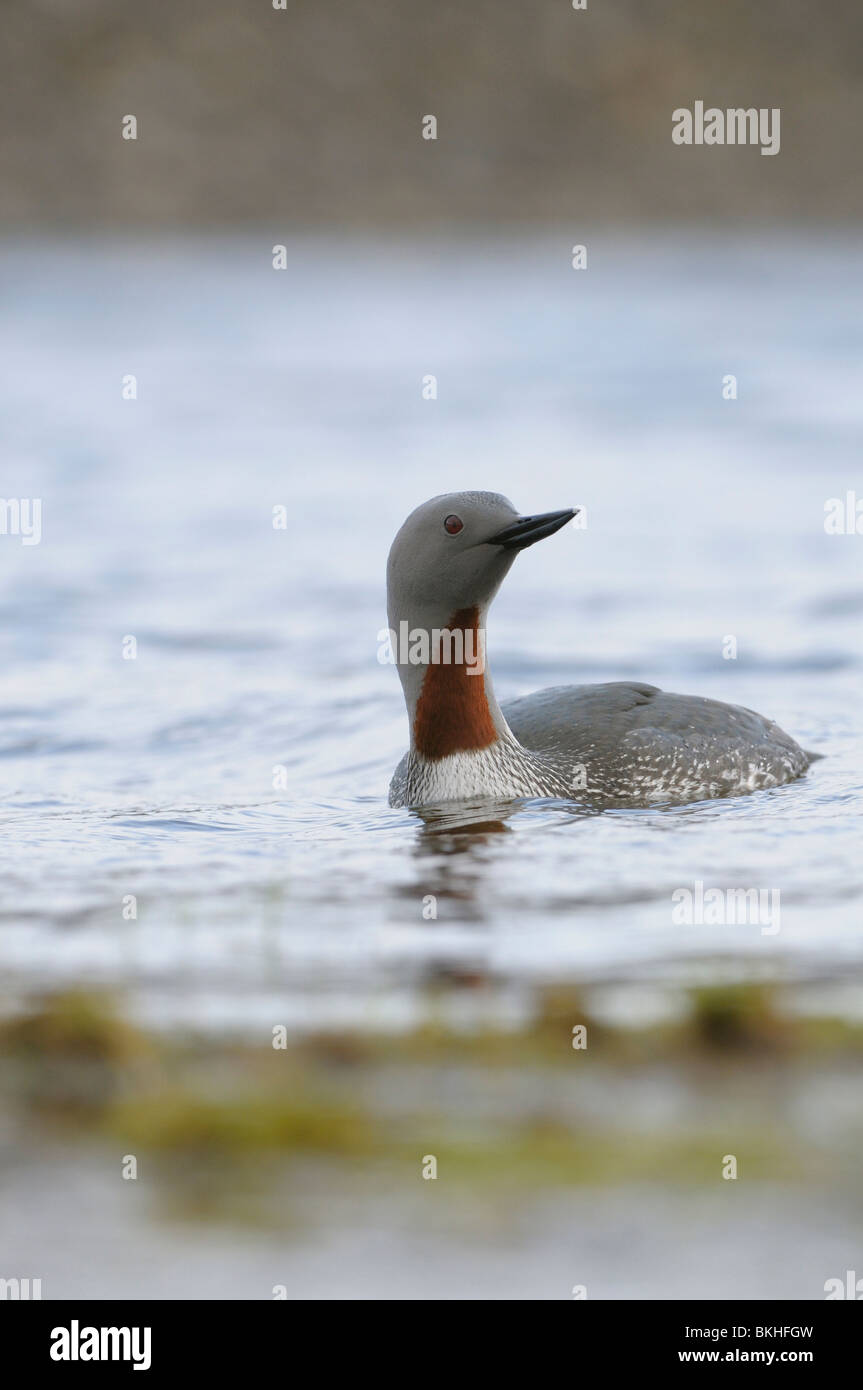 Swimming adult Red-throated Diver Stock Photo - Alamy