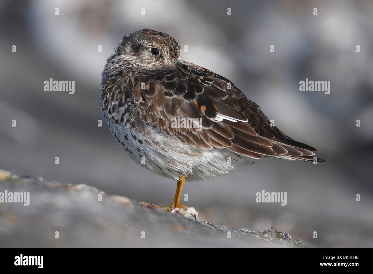 Paarse strandloper rustend aan de noordzeekust Stock Photo - Alamy