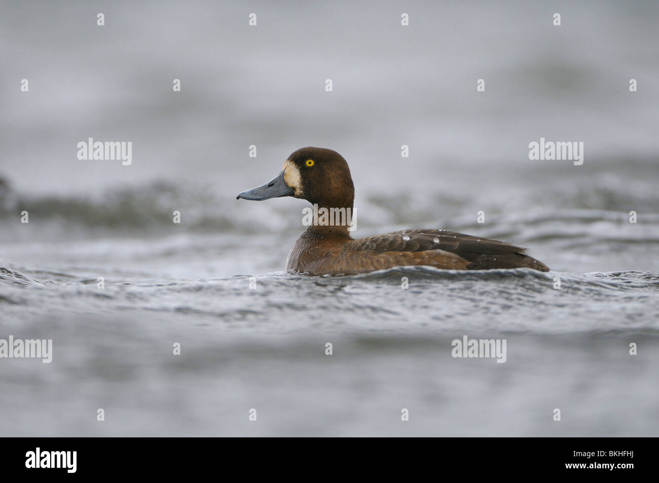 Adult female scaup hi-res stock photography and images - Alamy