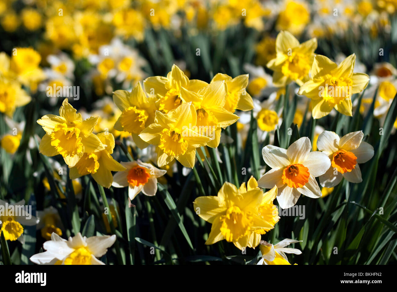 Bright yellow daffodils in full bloom on a bright, sunny spring morning ...