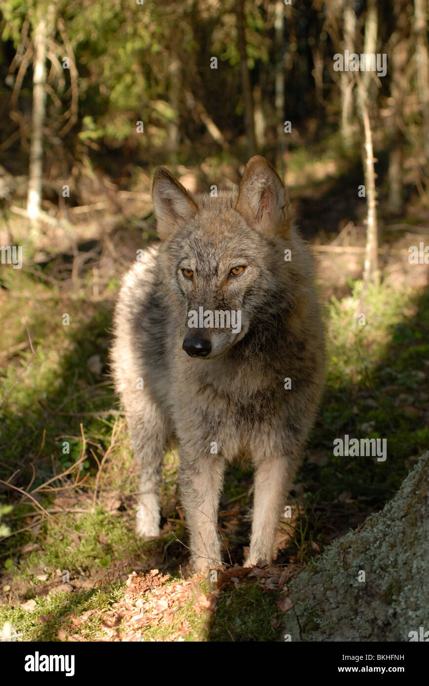 Wolf in a forest Stock Photo - Alamy