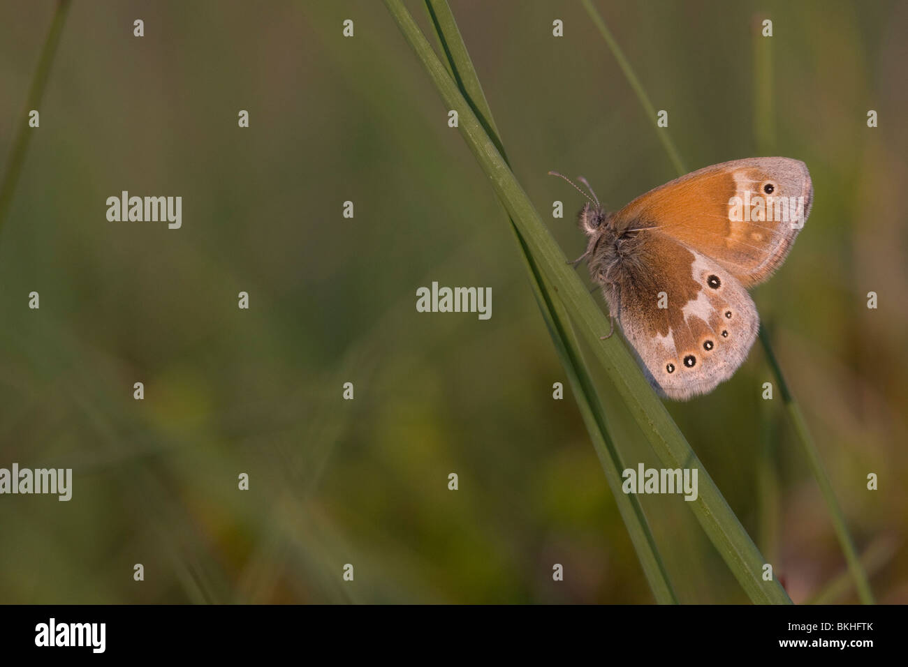 Large heath butterfly hi-res stock photography and images - Alamy