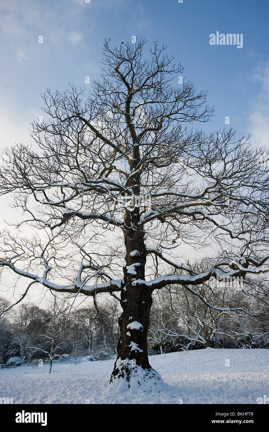Oak, Quercus robur, tree after heavy snowfall Stock Photo - Alamy