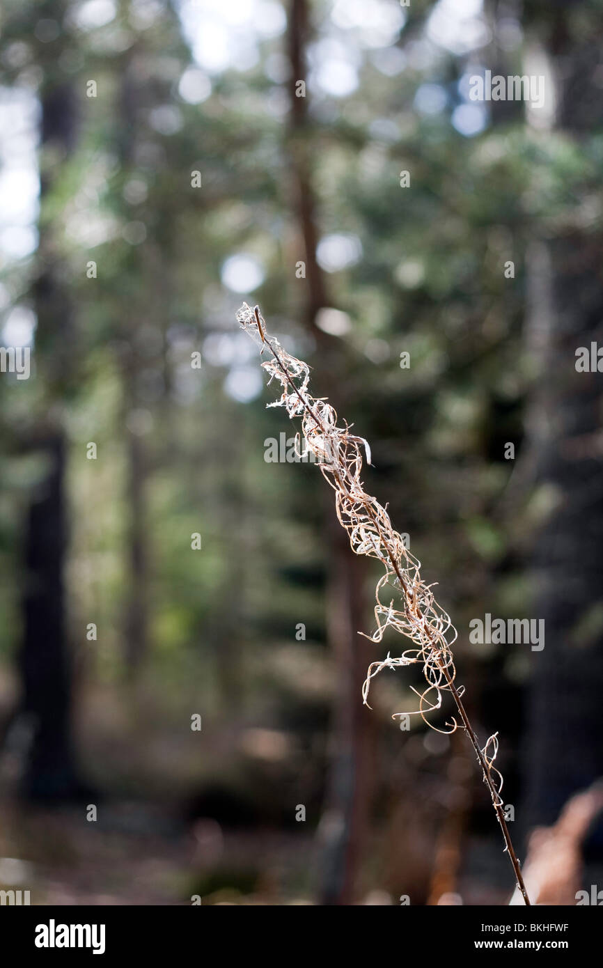 A dried out plant in a clearing in some woodland Stock Photo - Alamy