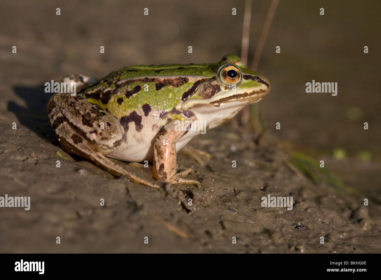 Poelkikker; Pool Frog Stock Photo - Alamy