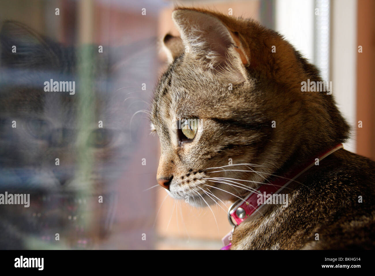 Cat looking close up hi-res stock photography and images - Alamy