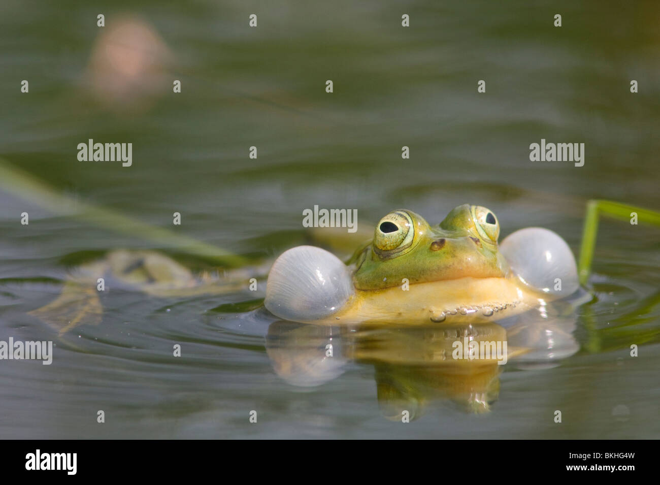 Poelkikker; Pool Frog Stock Photo - Alamy