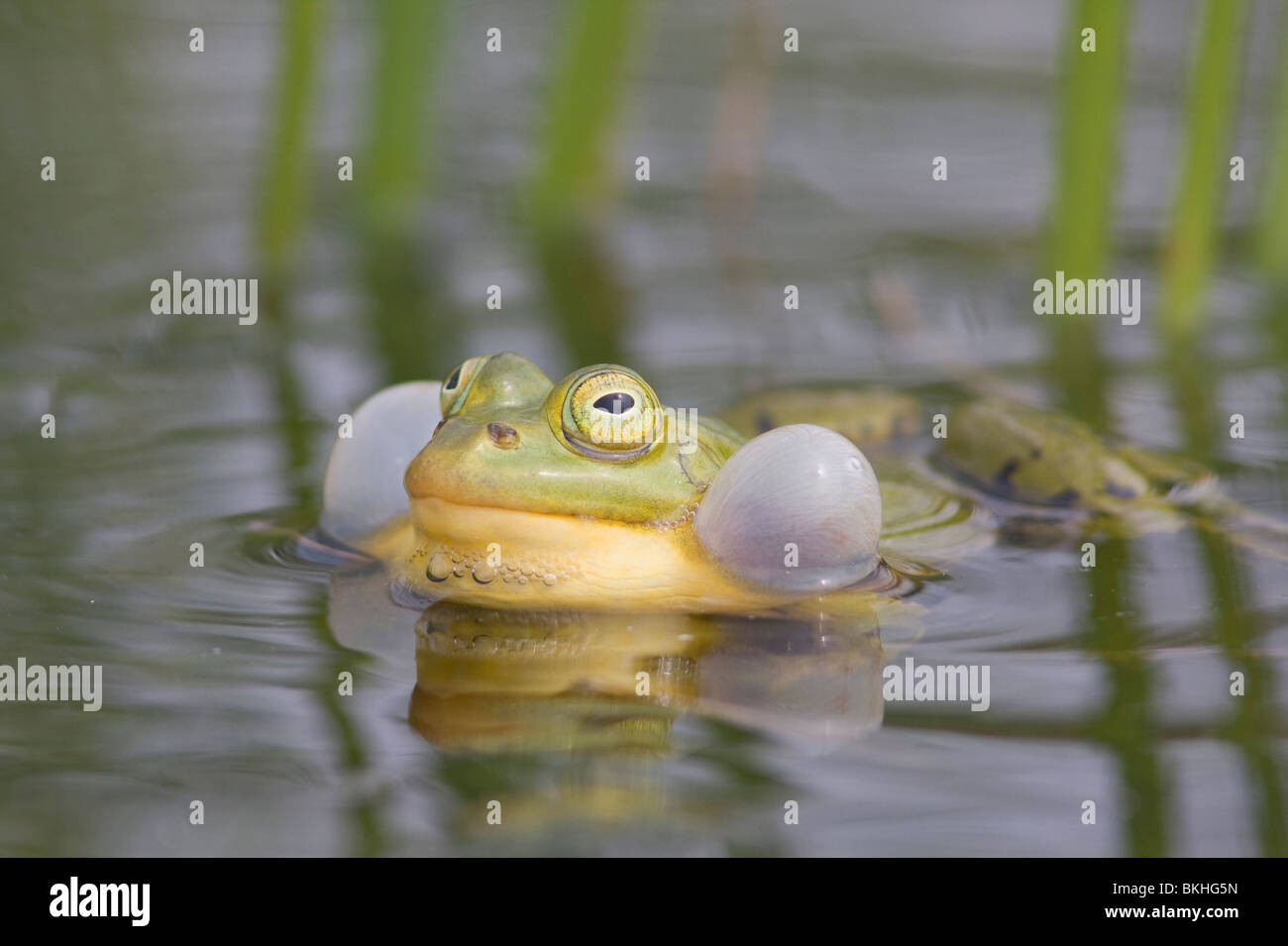 Kwakende kikker hi-res stock photography and images - Alamy