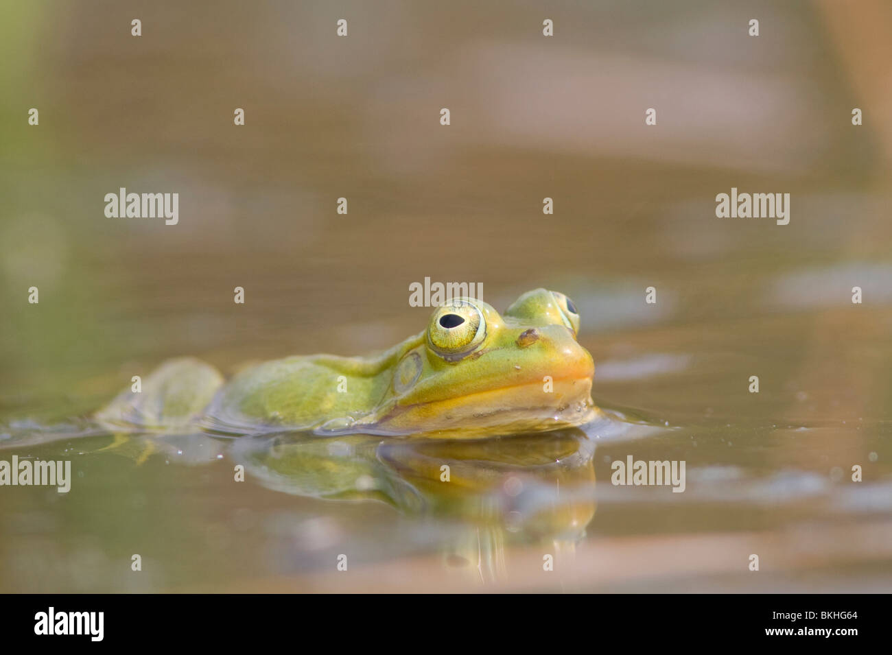 Poelkikker; Pool Frog Stock Photo - Alamy
