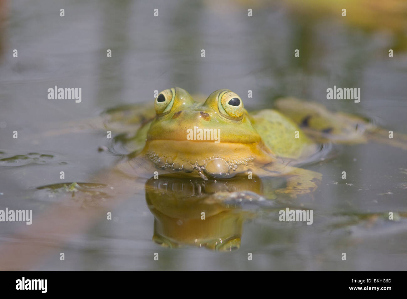 Poelkikker; Pool Frog Stock Photo - Alamy