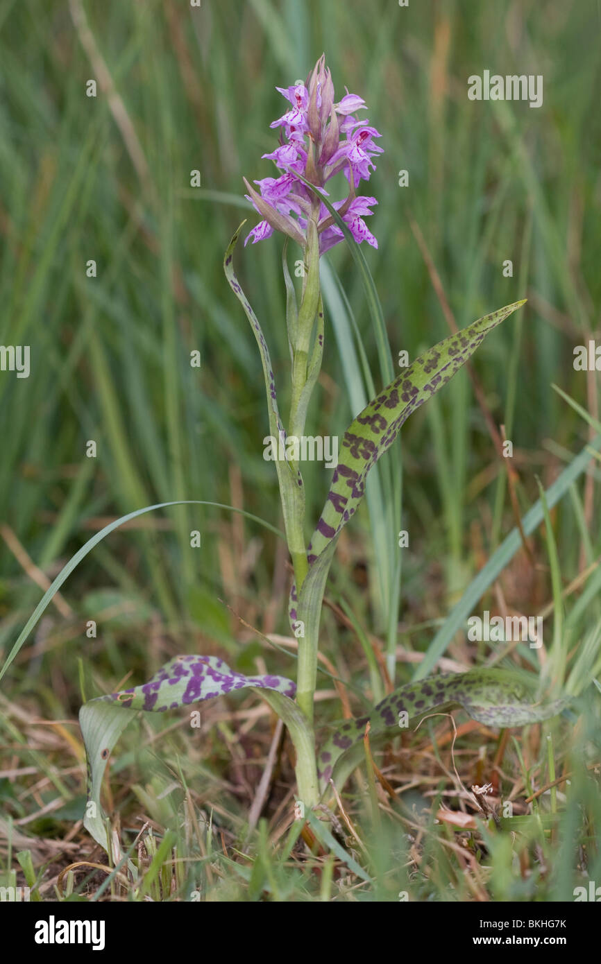 Common Spotted Orchid Stock Photo - Alamy