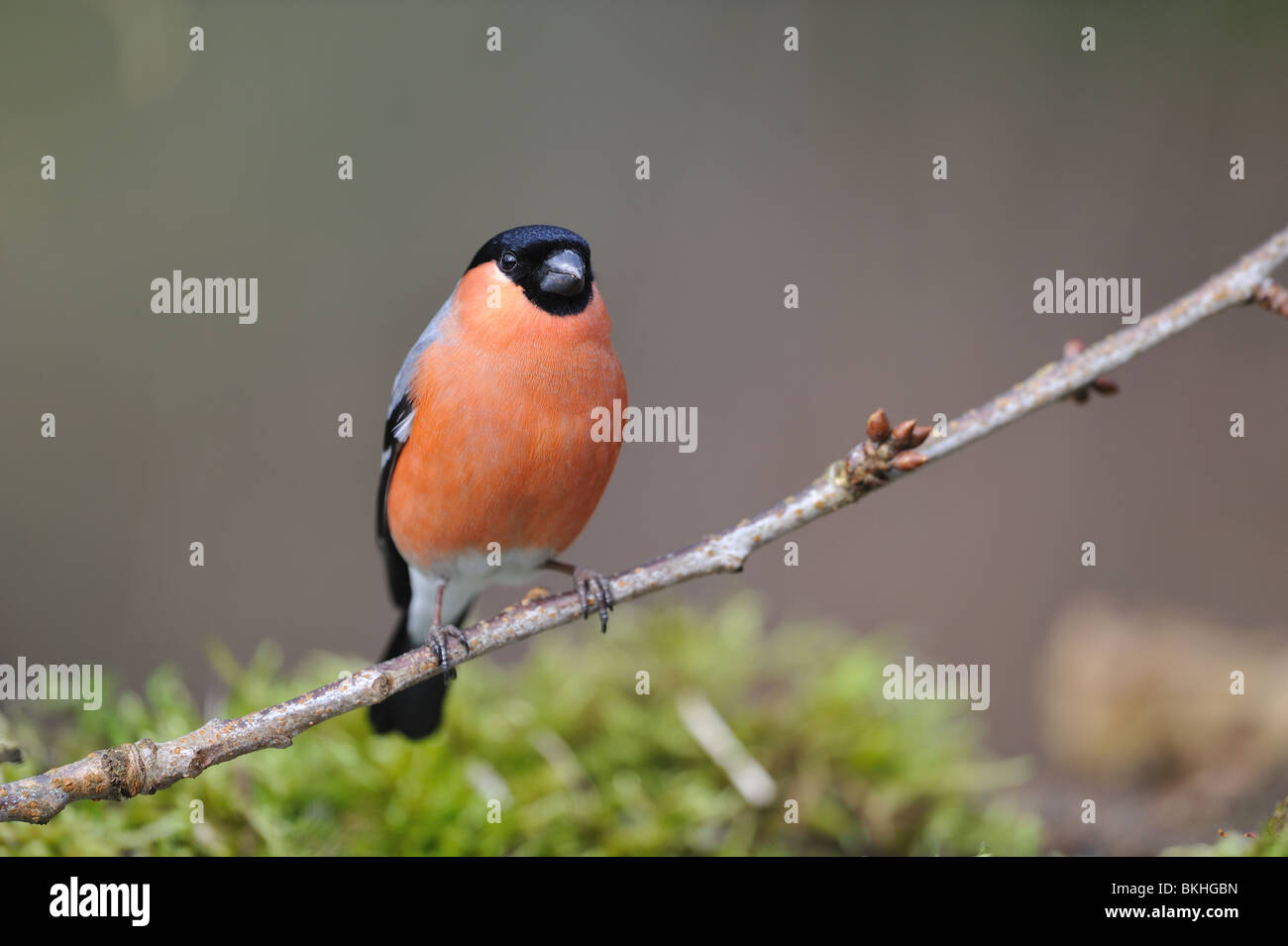 Bullfinch on a branch hi-res stock photography and images - Alamy