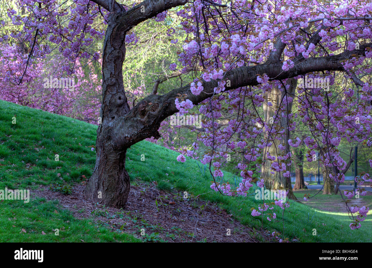 Japanese Cherry trees in spring in Central Park Stock Photo - Alamy
