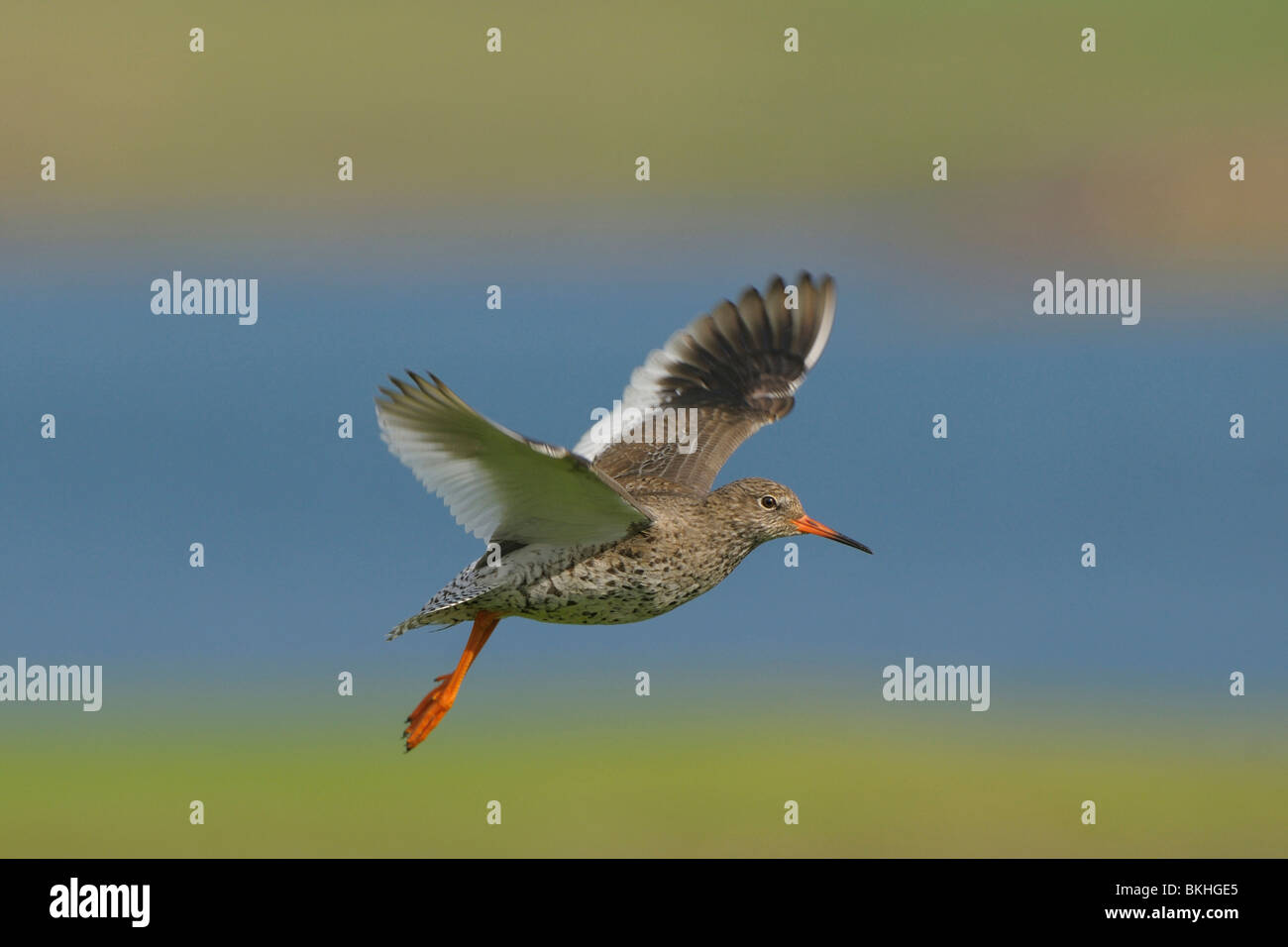 Helblauw hi-res stock photography and images - Alamy