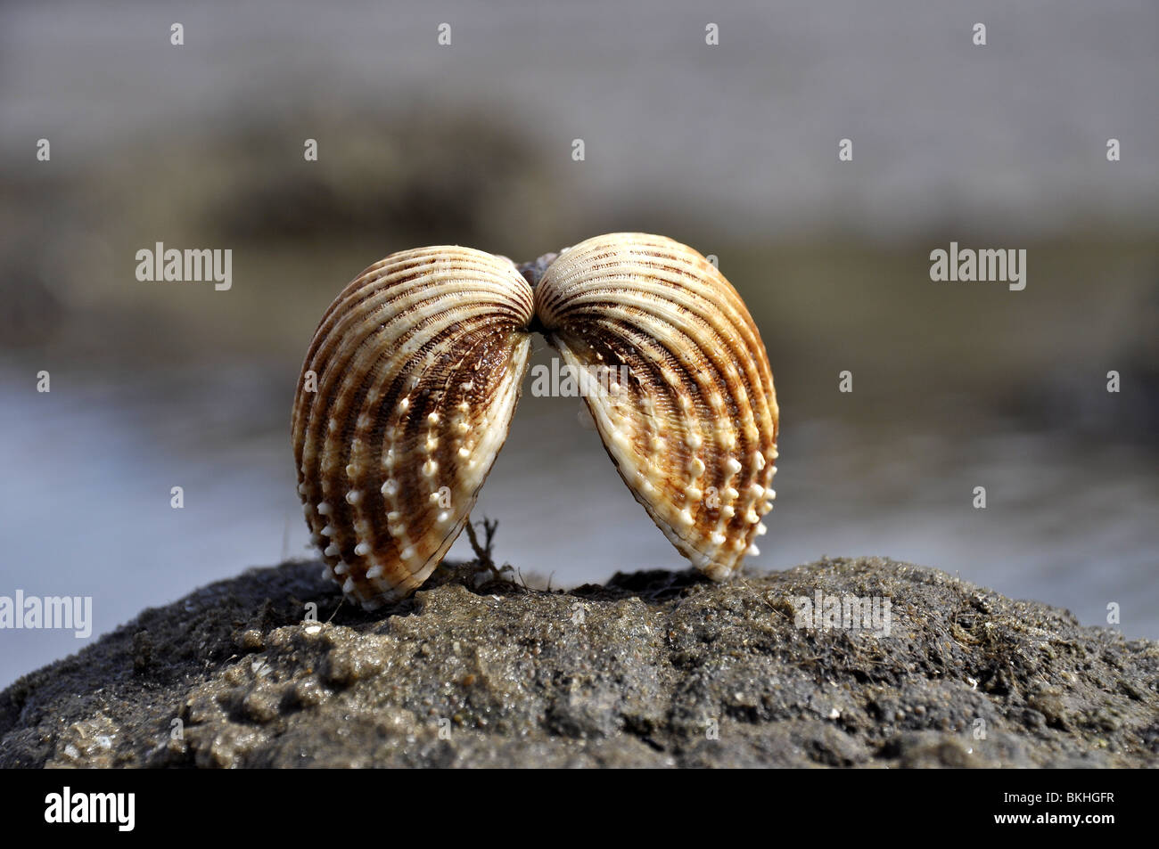 Spiny cockle acanthocardia aculeata hi-res stock photography and images ...