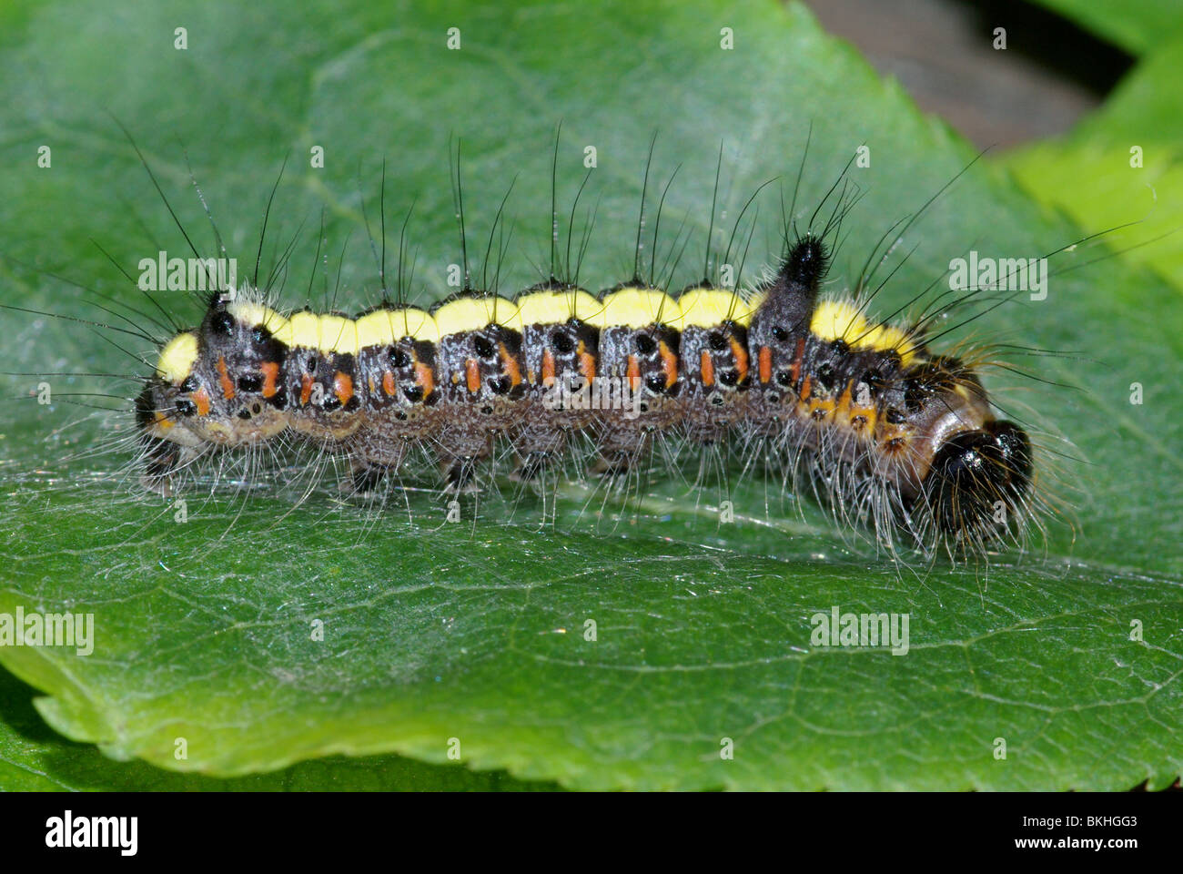 Dagger bug hi-res stock photography and images - Alamy