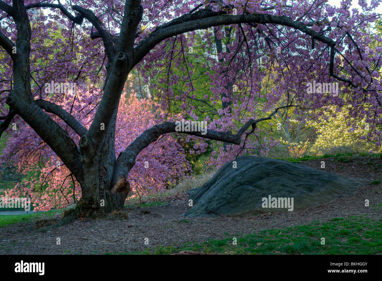 Japanese Cherry trees in spring in Central Park Stock Photo - Alamy