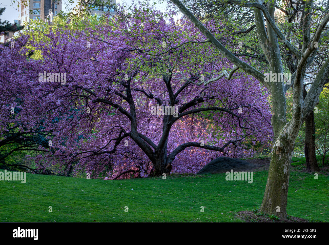 Japanese Cherry trees in spring in Central Park Stock Photo - Alamy