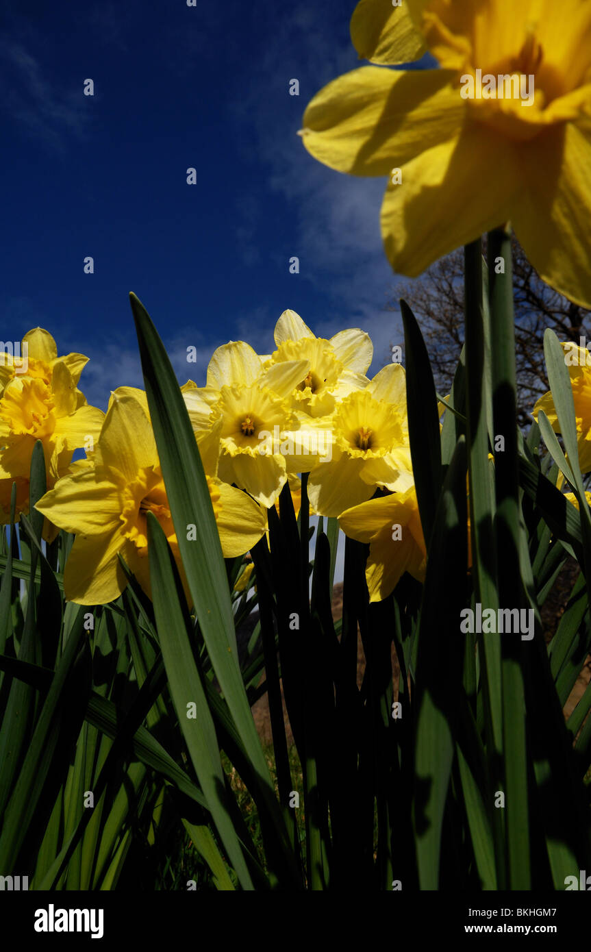Daffodil species close up hi-res stock photography and images - Alamy