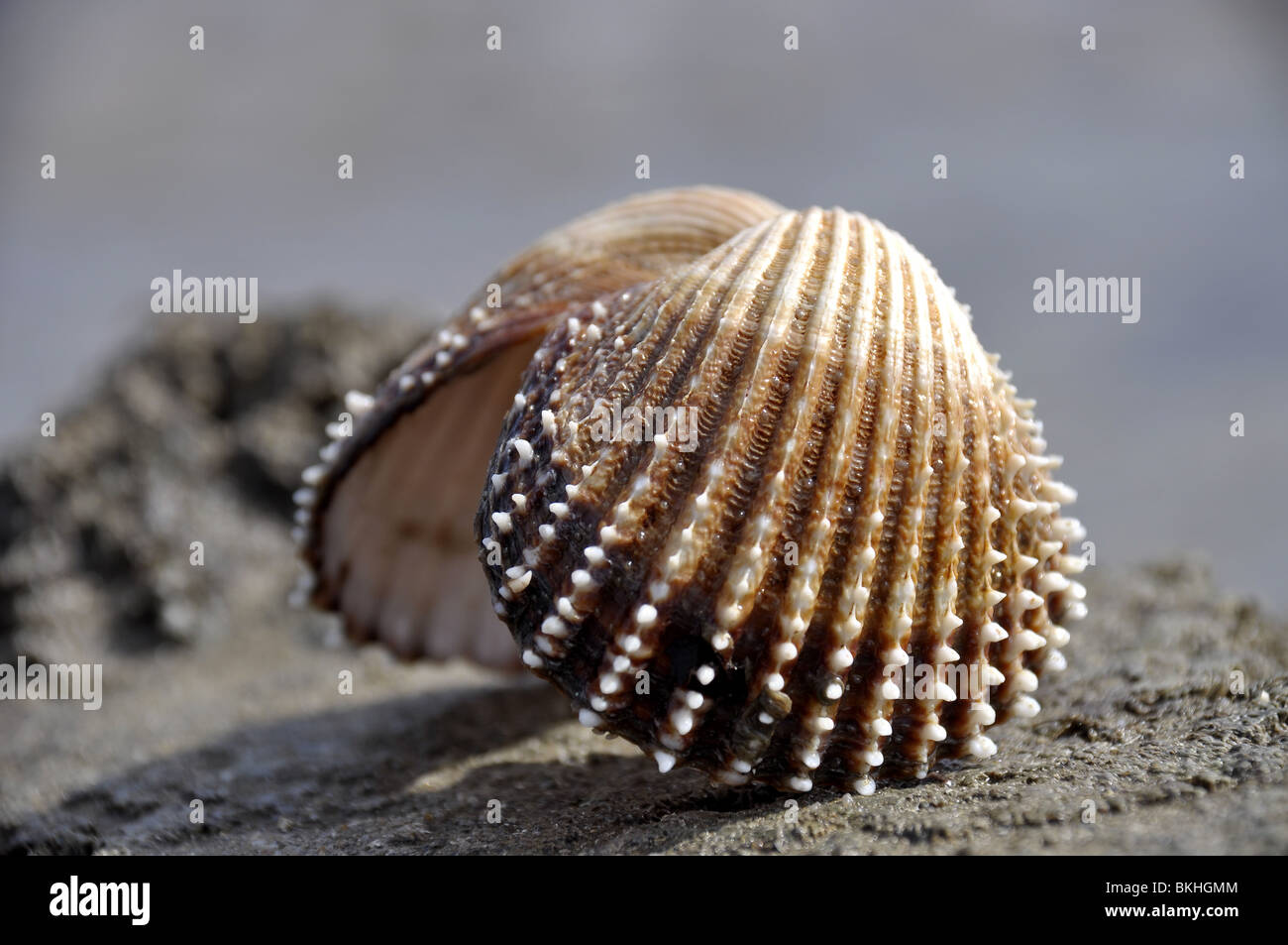 Spiny Cockle Shell Stock Photo - Alamy