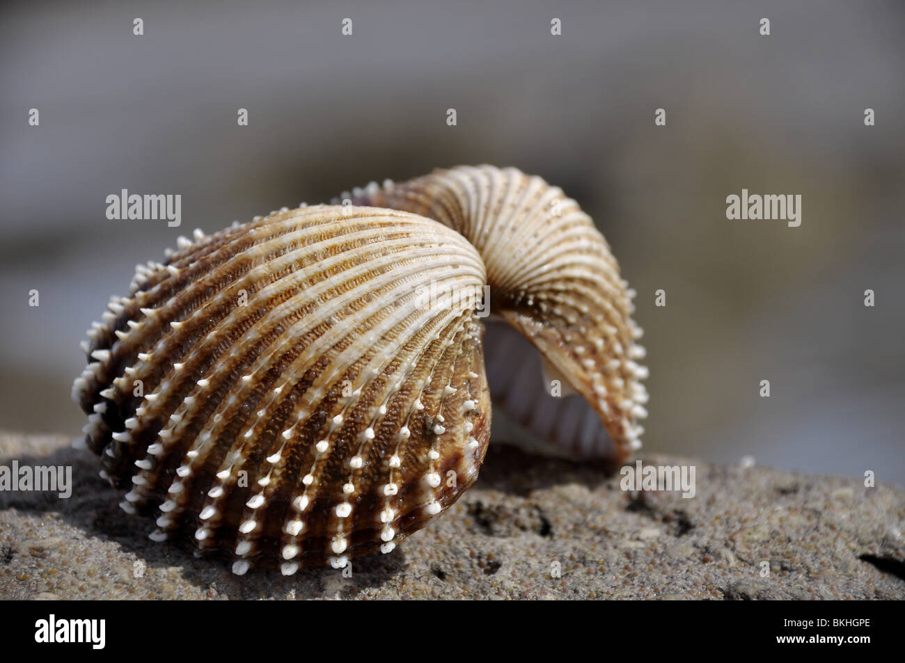 Spiny Cockle Shell Stock Photo - Alamy