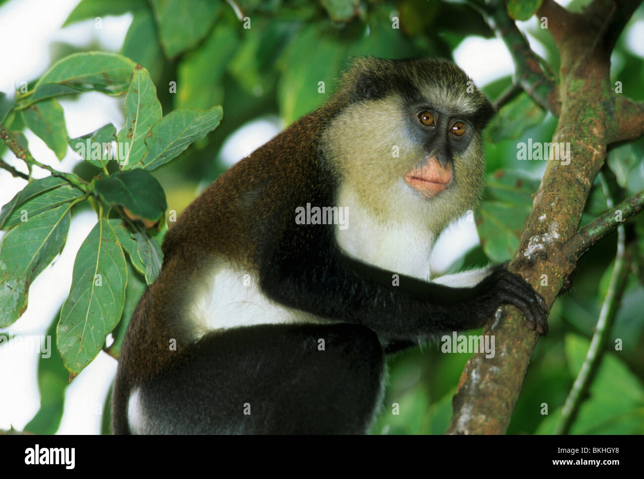Caribbean non native primate primates monkeys wild wildlife animal ...