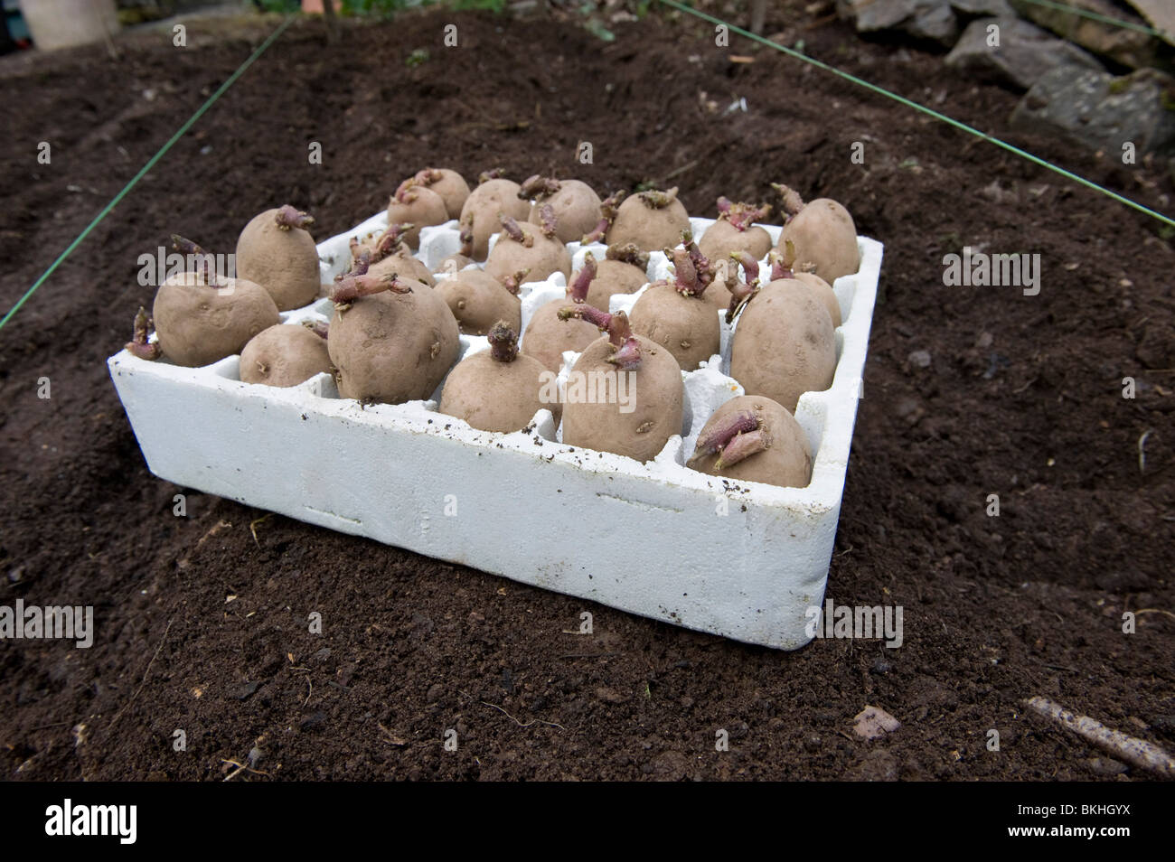 A tray of sprouted potatoes chitting ready to plant in organic raised ...