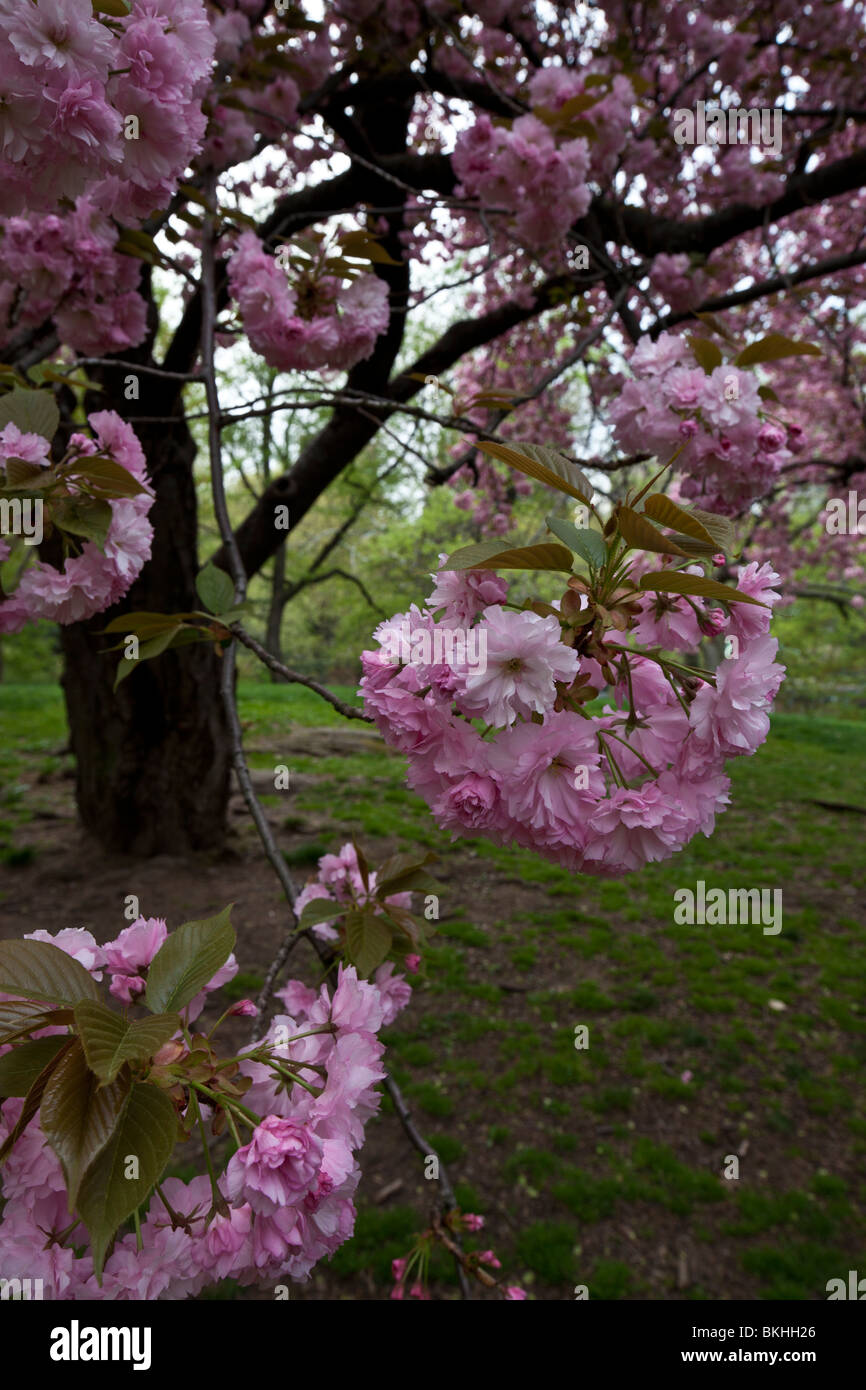 spring in Central Park with Japanese Cherry trees Stock Photo - Alamy