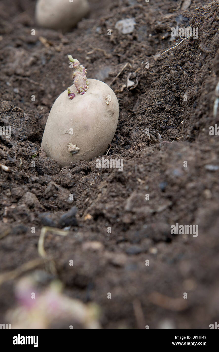 Potato sprout hi-res stock photography and images - Alamy